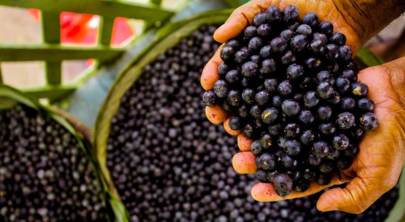 Açaí é reconhecido oficialmente como fruto autenticamente brasileiro ...